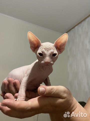 Донской сфинкс котята мальчик