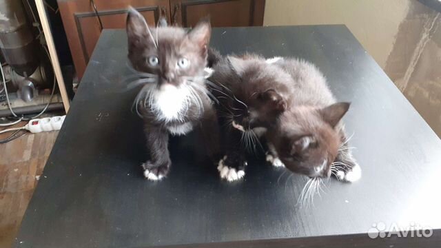 Котята маркизики в добрые руки