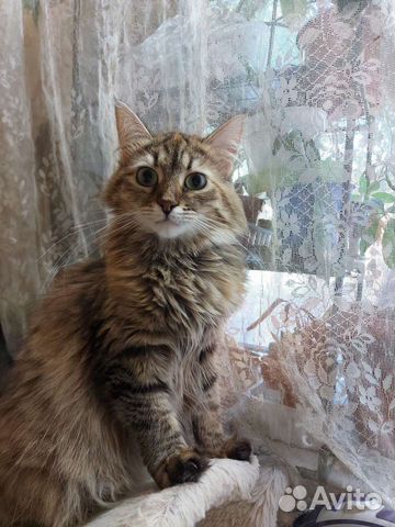 Ла-перм лаперм