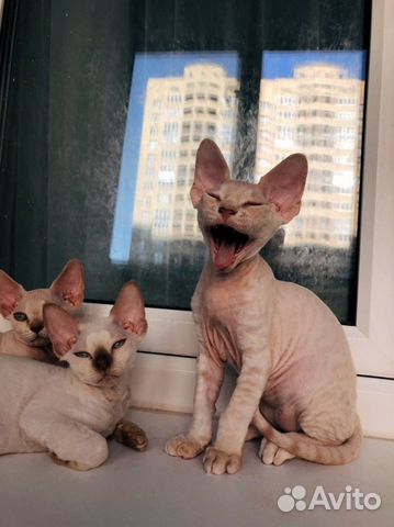 Девончики умняшки