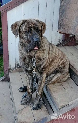 Красавчик Ким в добрые руки