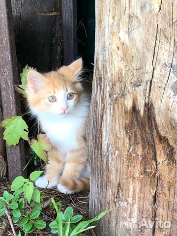 Ласковый котик в добрые руки