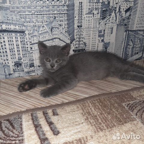 Дымка из приюта, 1,5 мес., привезем