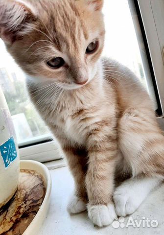 Кошки