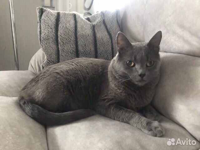Милый котик Марсик ищет свою семью