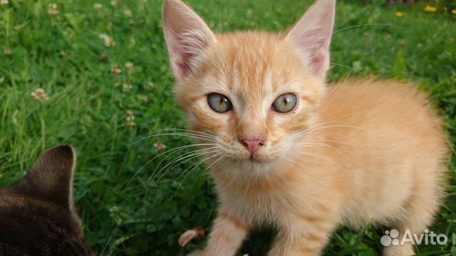 Рыжий котик