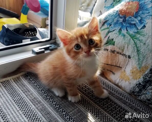 Котёнок Лёвушка 1,5 мес