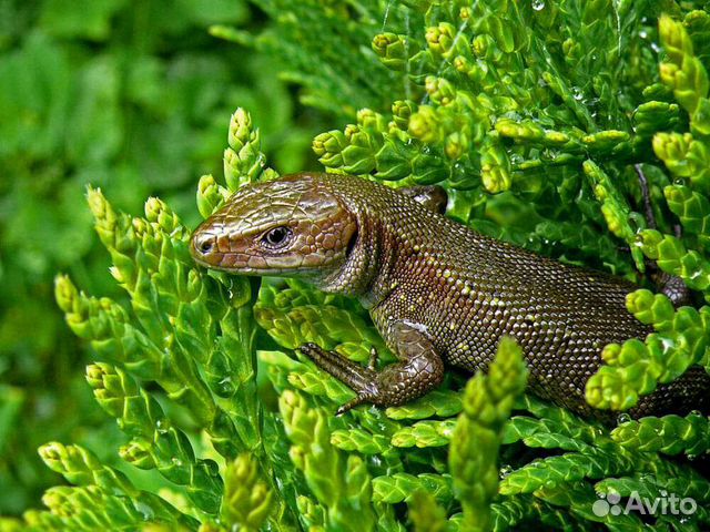 Живородящая ящерица