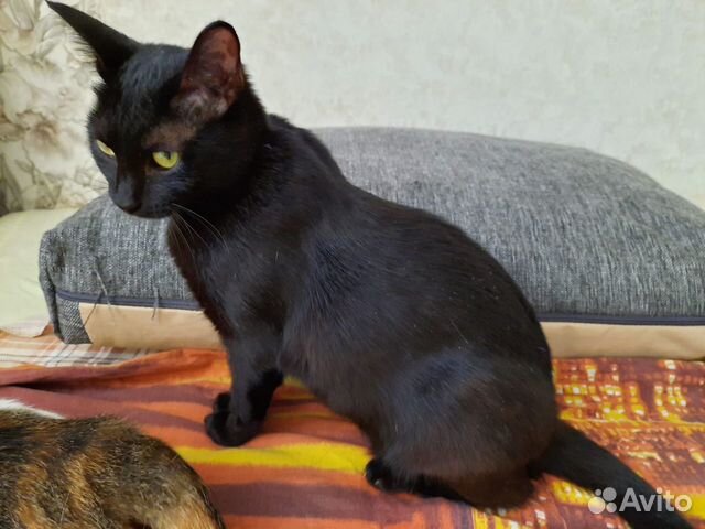 Кошка молодая бесплатно