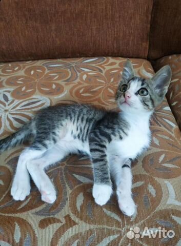 Котенок полосатый мальчишка