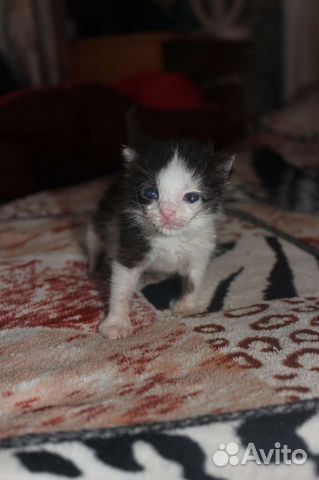 Котята