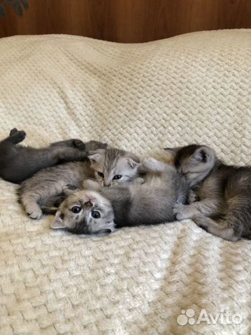 Шотландские вислоухие котята бесплатно