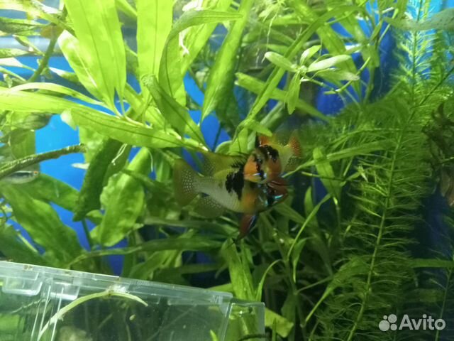 Малек апистограммы рамирези