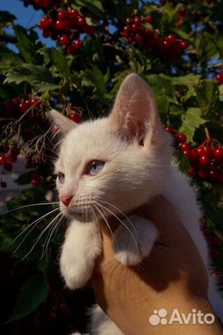 Котята