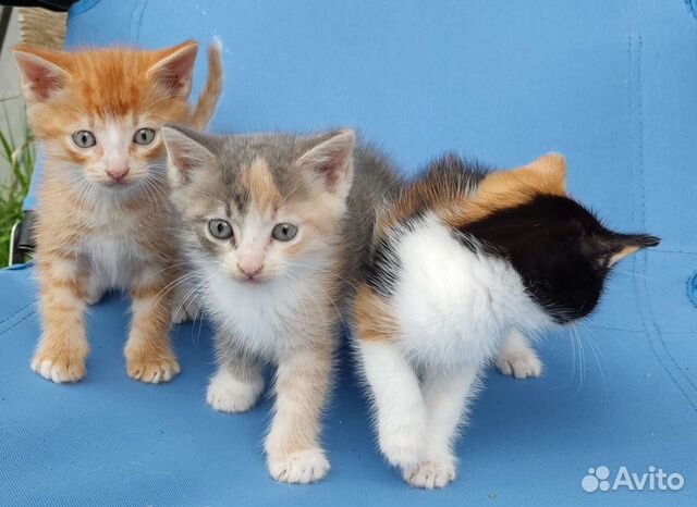 Котята метисы 2 месяца