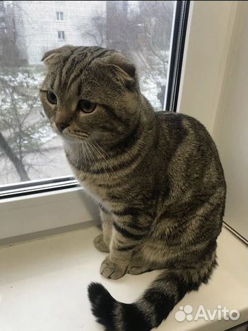 Шотландский кот на вязку