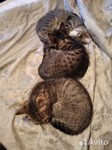 Котята в добрые руки бесплатно