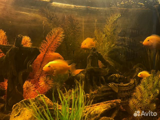 Продам рыбок Цихлид