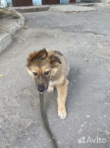 Собака