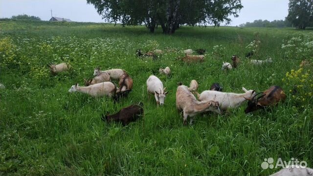 Козочки козлята козы
