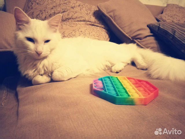 Турецкая ангора