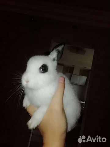 Карликовый кролик