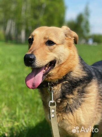 Красивая собачка Шелли с золотистыми глазами ищет