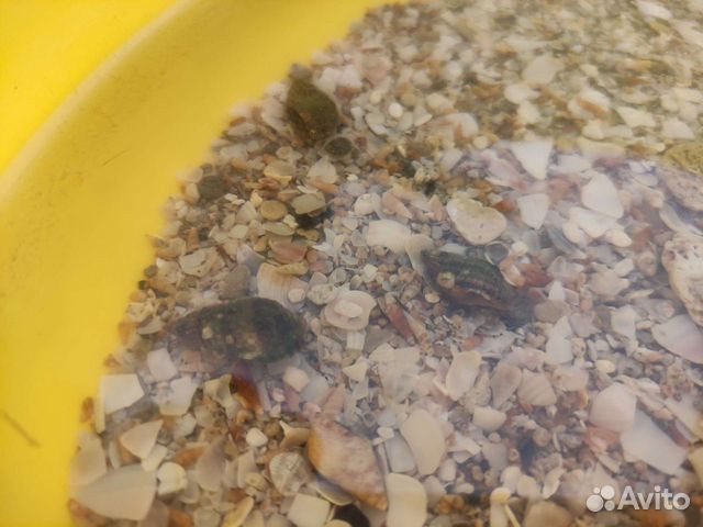 Рачки отшельники