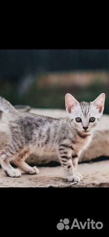 Чудесные котята в добрые руки