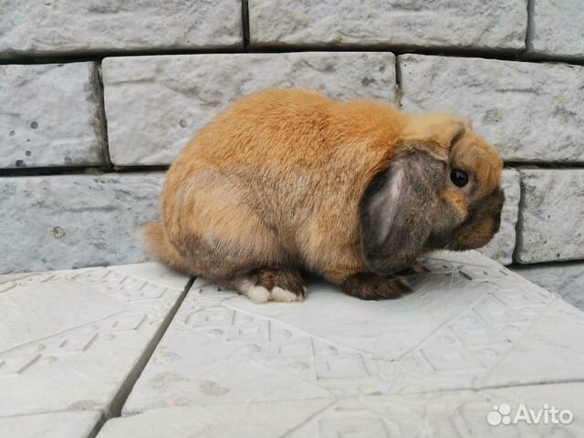 Кролик минилоп