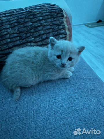 Котенок кремового окраса