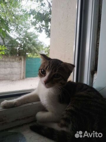 Кошечка 2 месяца
