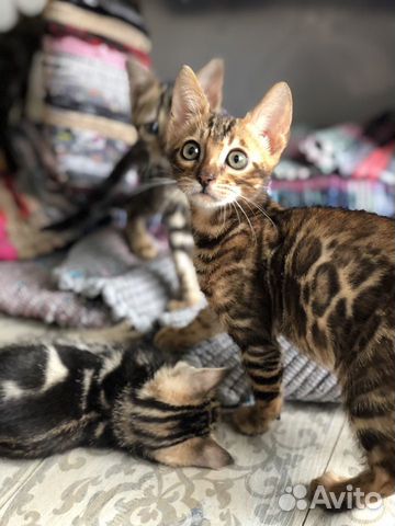 Яркие представители бенгальской породы