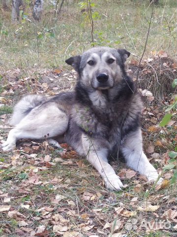 Ищет дом преданный пёс