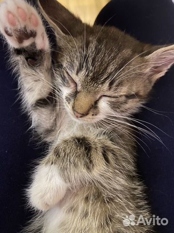 Невероятно ласковый котенок мальчик