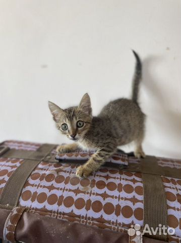 Котенок в добрые руки