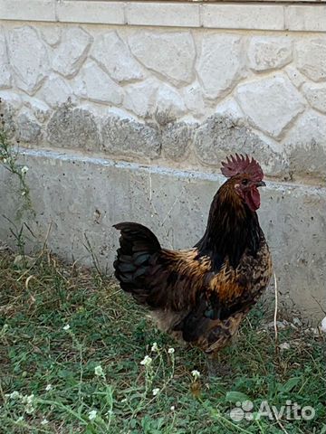 Петух лакеданзи