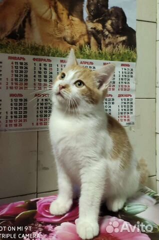 Котёнок