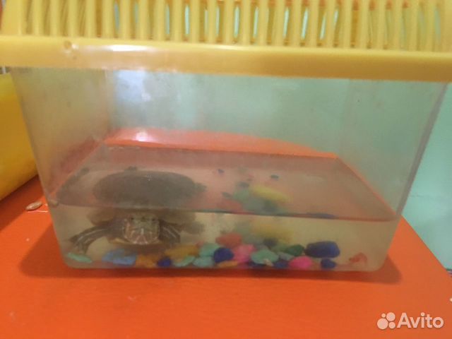 Продаётся декоративная черепаха и 2 хомячка джунга