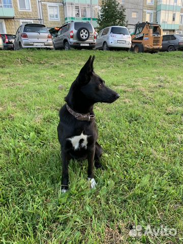 Собаки бесплатно в добрые руки