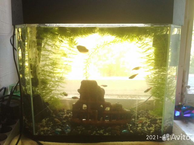Аквариум