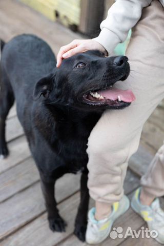 Черныш, собака-душа, в добрые руки