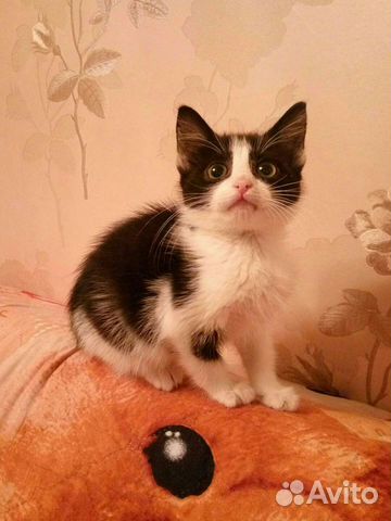 Маленький шилопопик