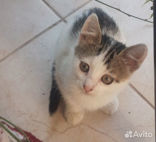 Котенок- неженка в добрые руки