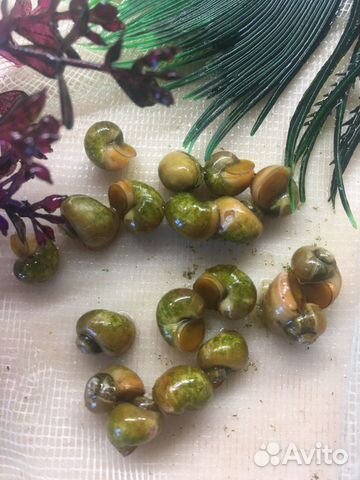 Улитки аквариумные