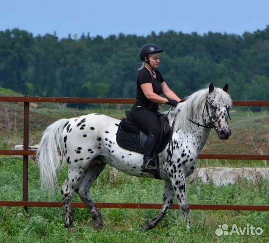 Продажа лошадей жеребец