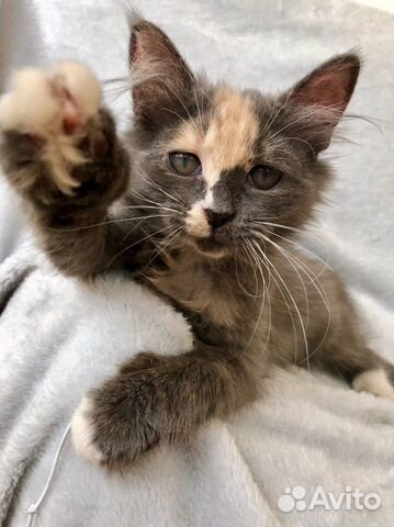 Мелисса ищет дом