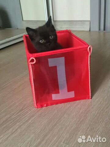 Симба ищет семью