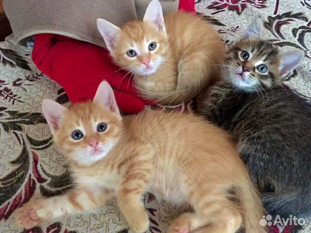 Котята 3 пацана
