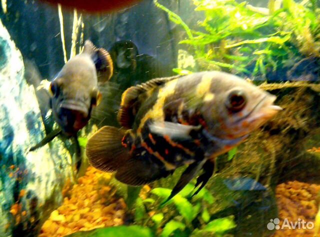 Рыбы астранотусы